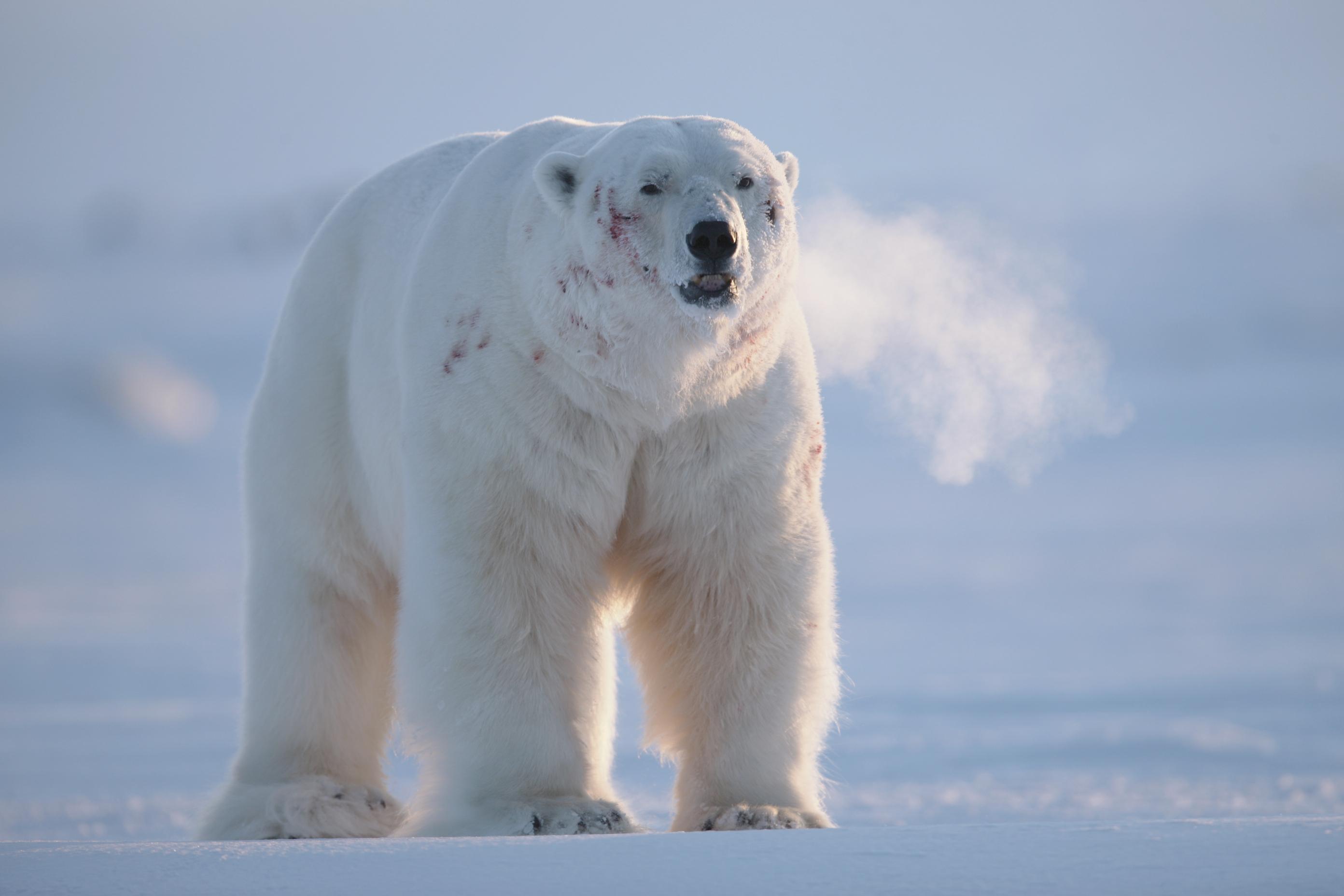 Polar bears | Spitsbergen | Norway | Basecamp Explorer