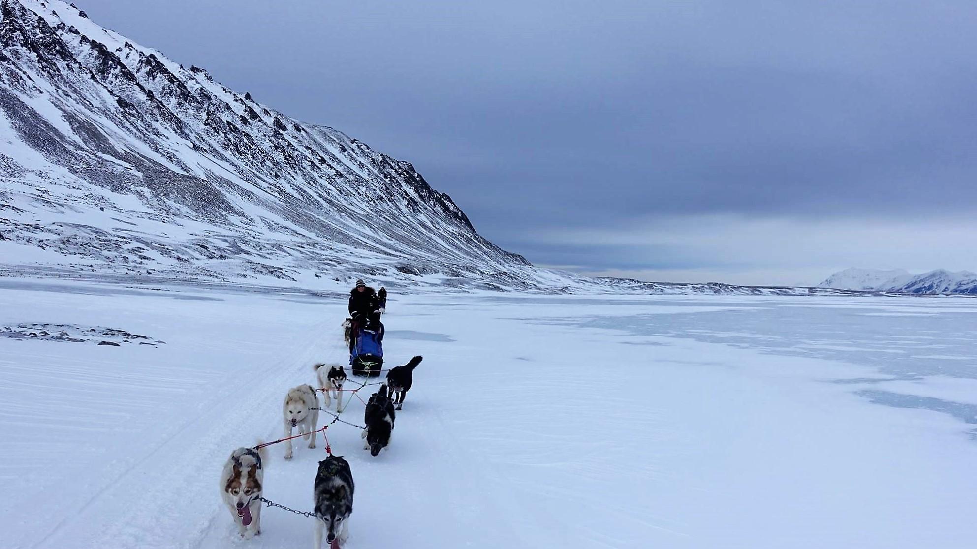 Hundekjøring | Dagstur | Longyearbyen | Svalbard | Basecamp Explorer